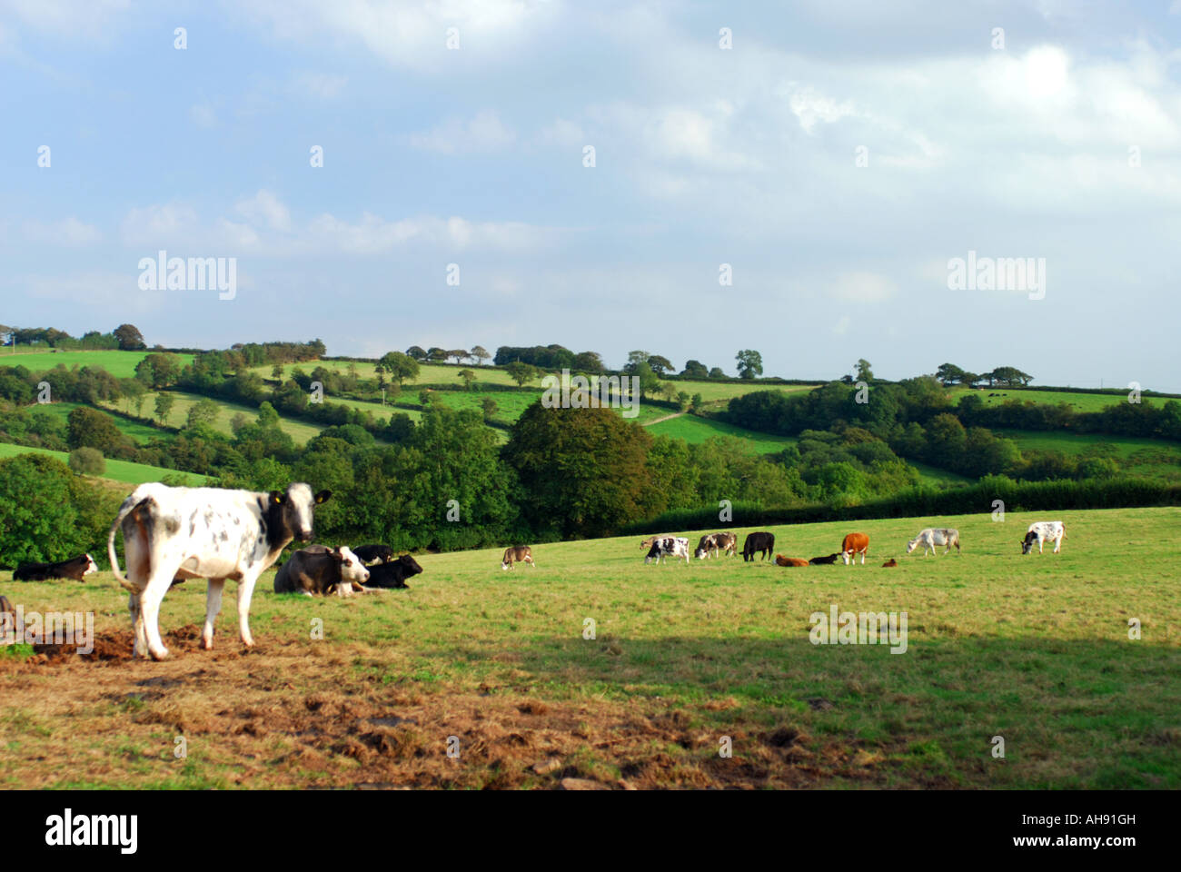 A typical Devon rural landscape with cattle in a field Stock Photo - Alamy