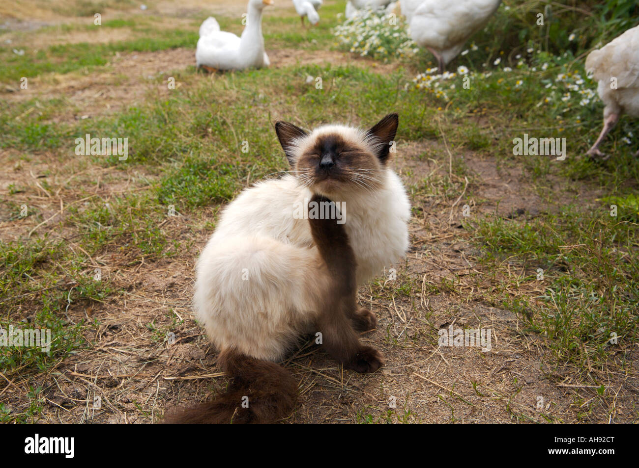 Blue eyed siamese cat playing with chickens Altai Russia Stock Photo ...