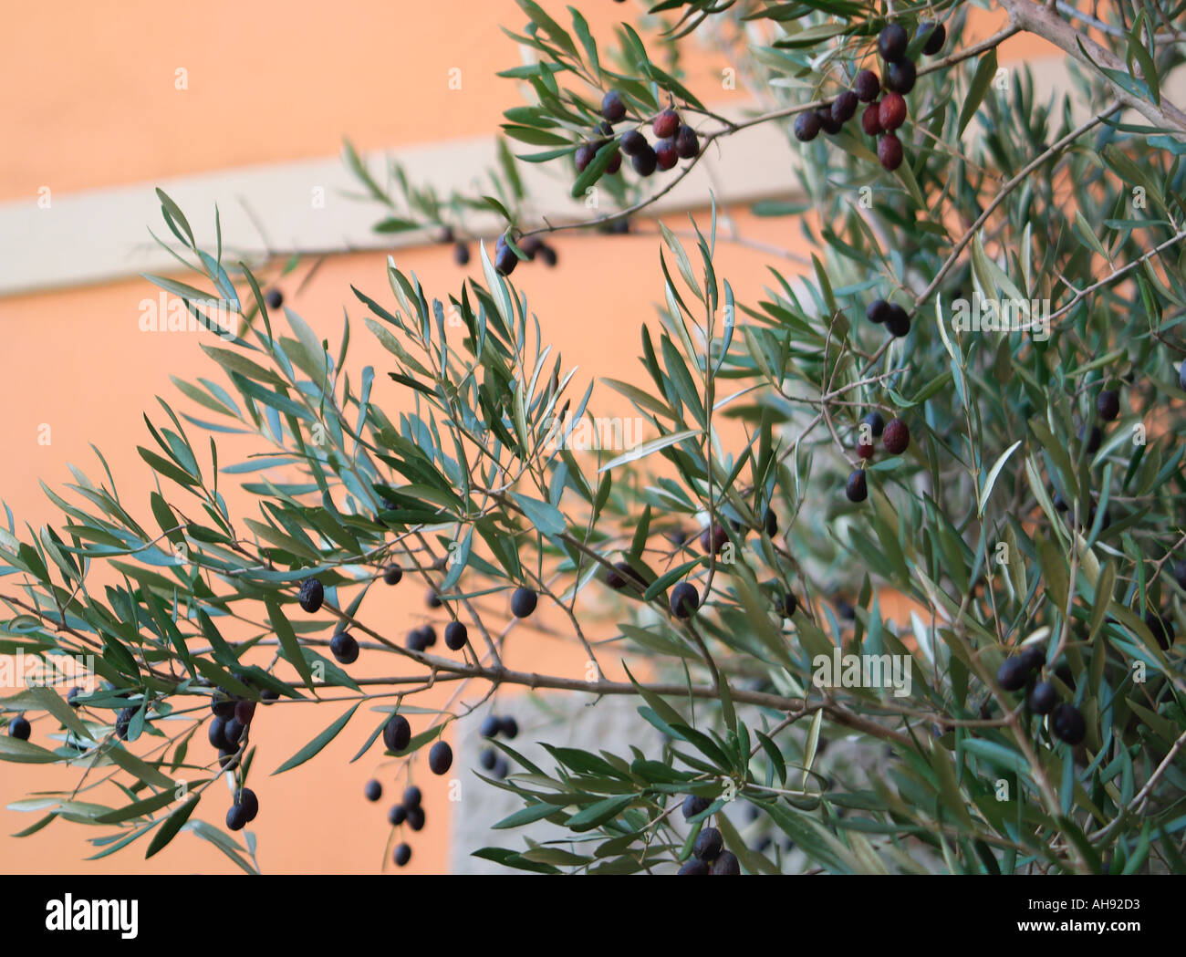 close up branches of a tree Stock Photo - Alamy