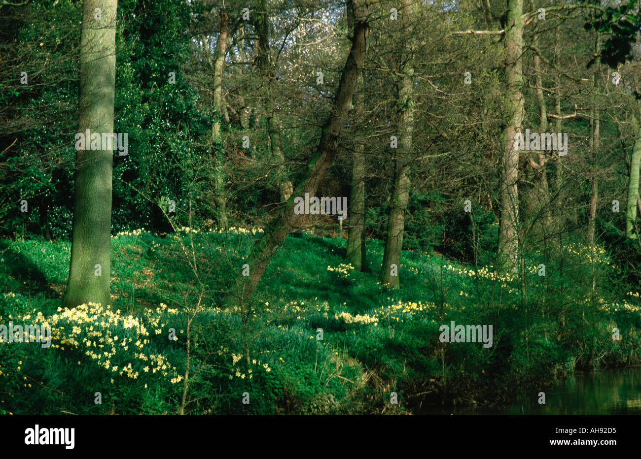 English woodland in distant landscape hi-res stock photography and ...