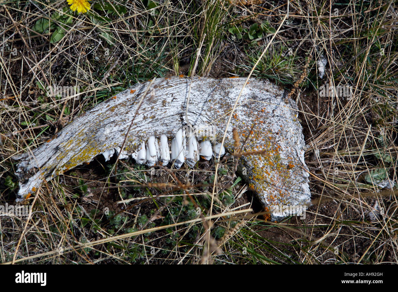 Cult of the dead cow hi-res stock photography and images - Alamy