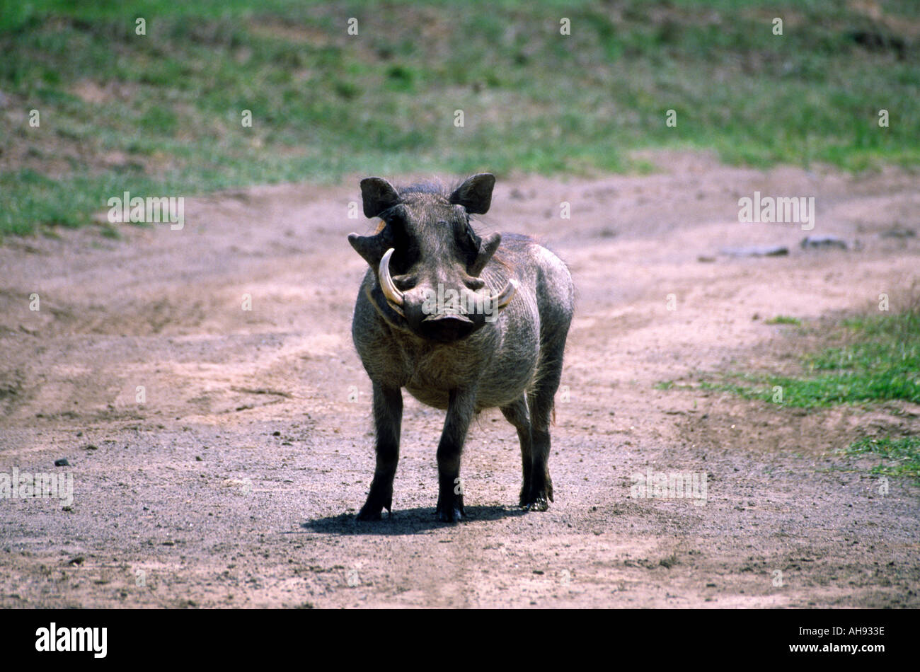 Warhog hi-res stock photography and images - Alamy