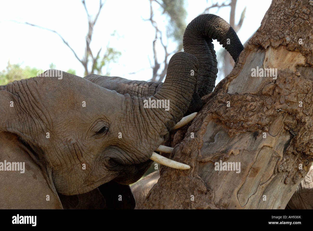 Close up of two young female elephants gouging bark off a tree in ...