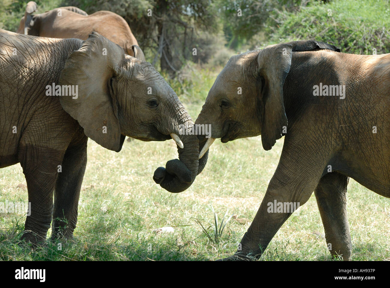 Young male elephants play fighting in Samburu National Reserve Kenya ...
