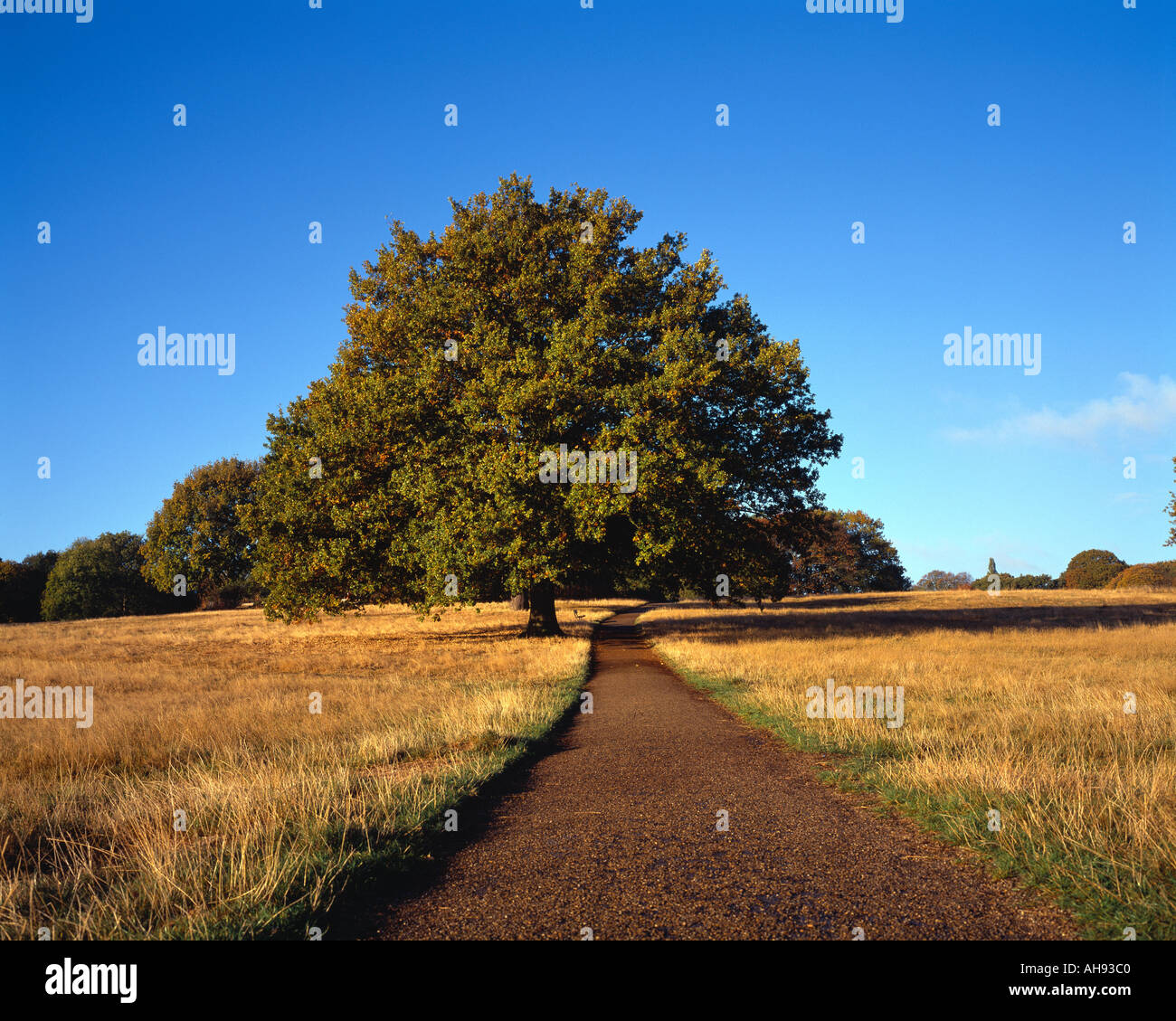 Path, Hampstead Heath, London, England, UK, GB Stock Photo - Alamy