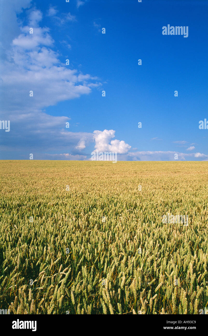 Large Field, Mono Crop, Stevenage, Herts, England, UK, GB Stock Photo ...