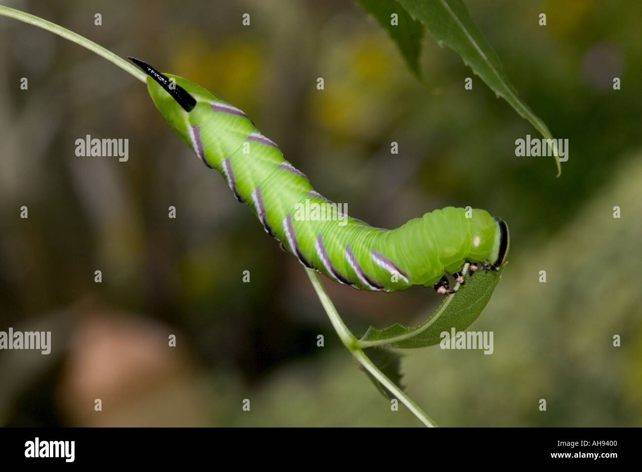 Privet hawk moth caterpillar hi-res stock photography and images - Alamy