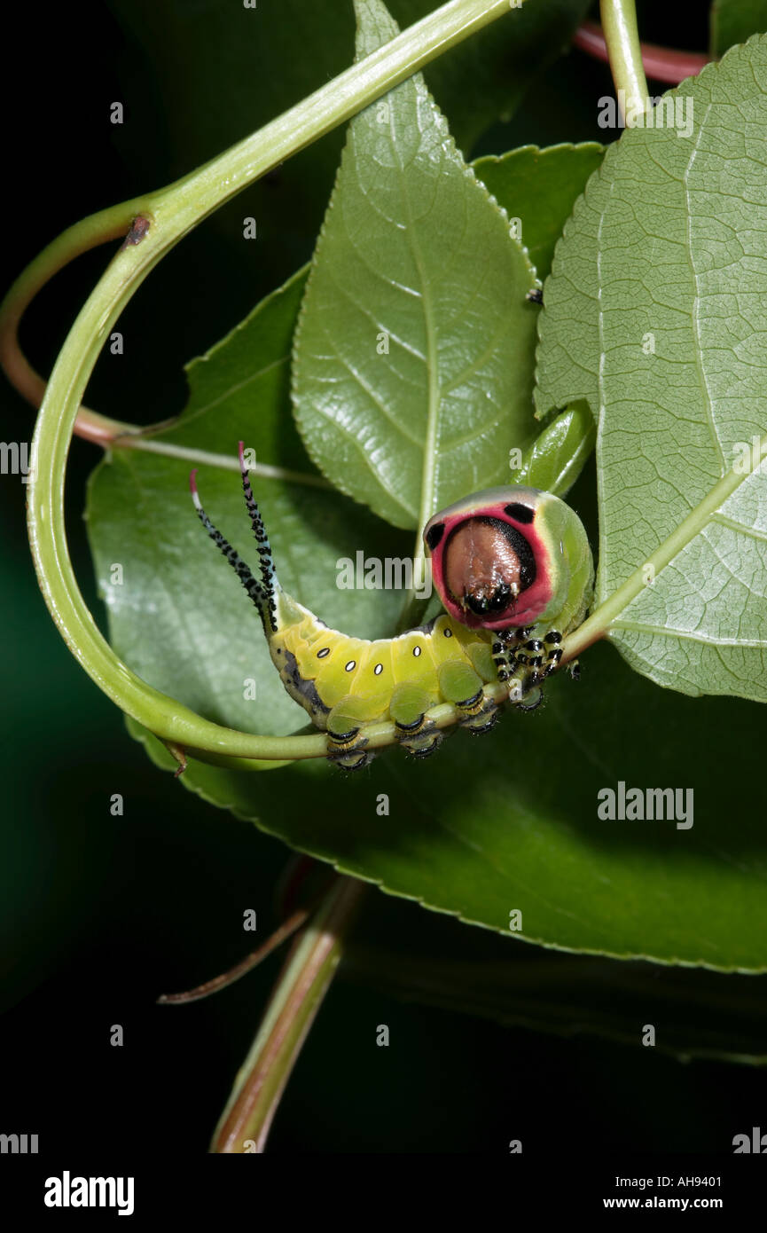 Puss Moth Cerura vinula Larva on Poplar leaves showing pinkish ...