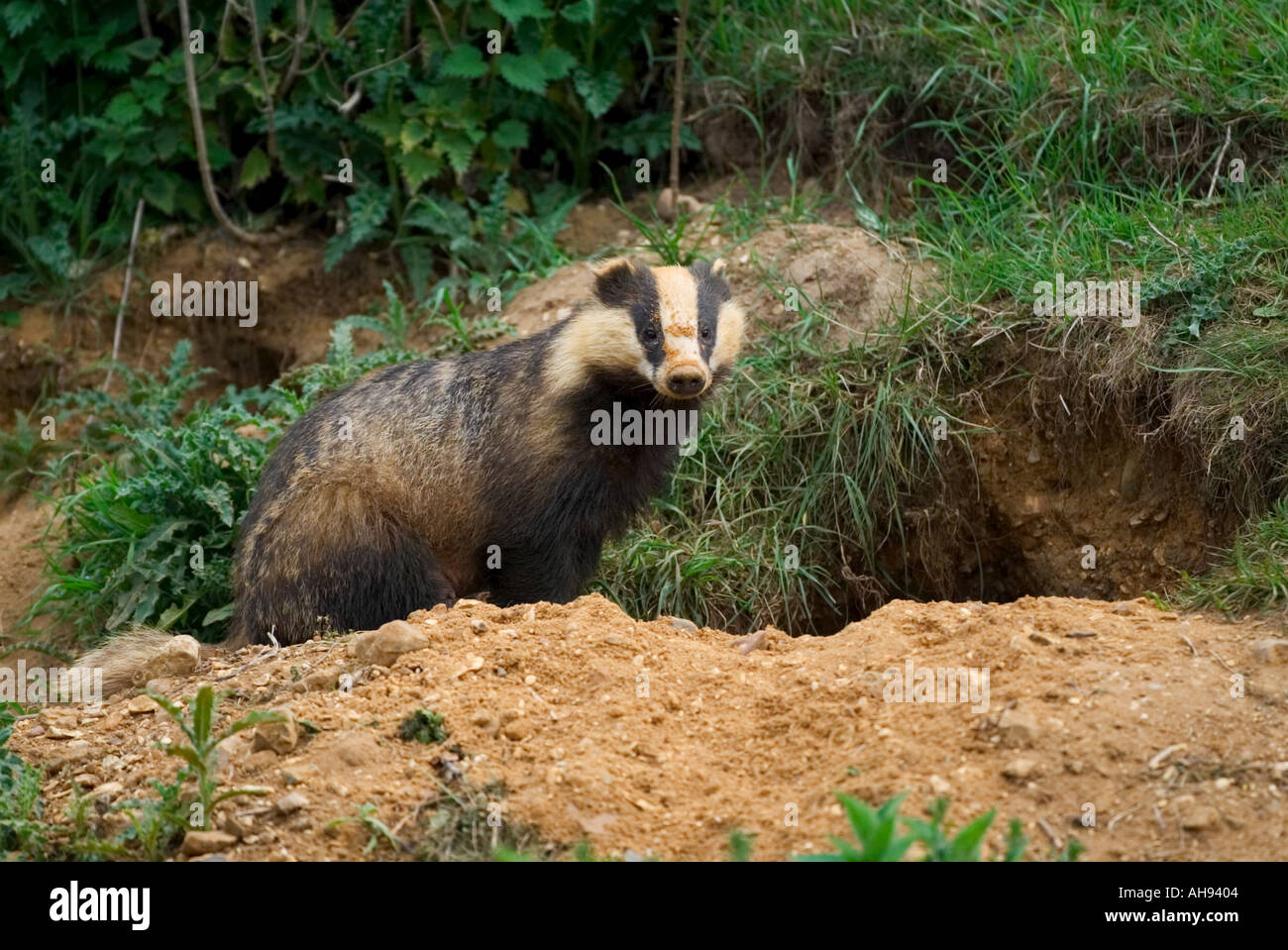 Badger close up hi-res stock photography and images - Alamy