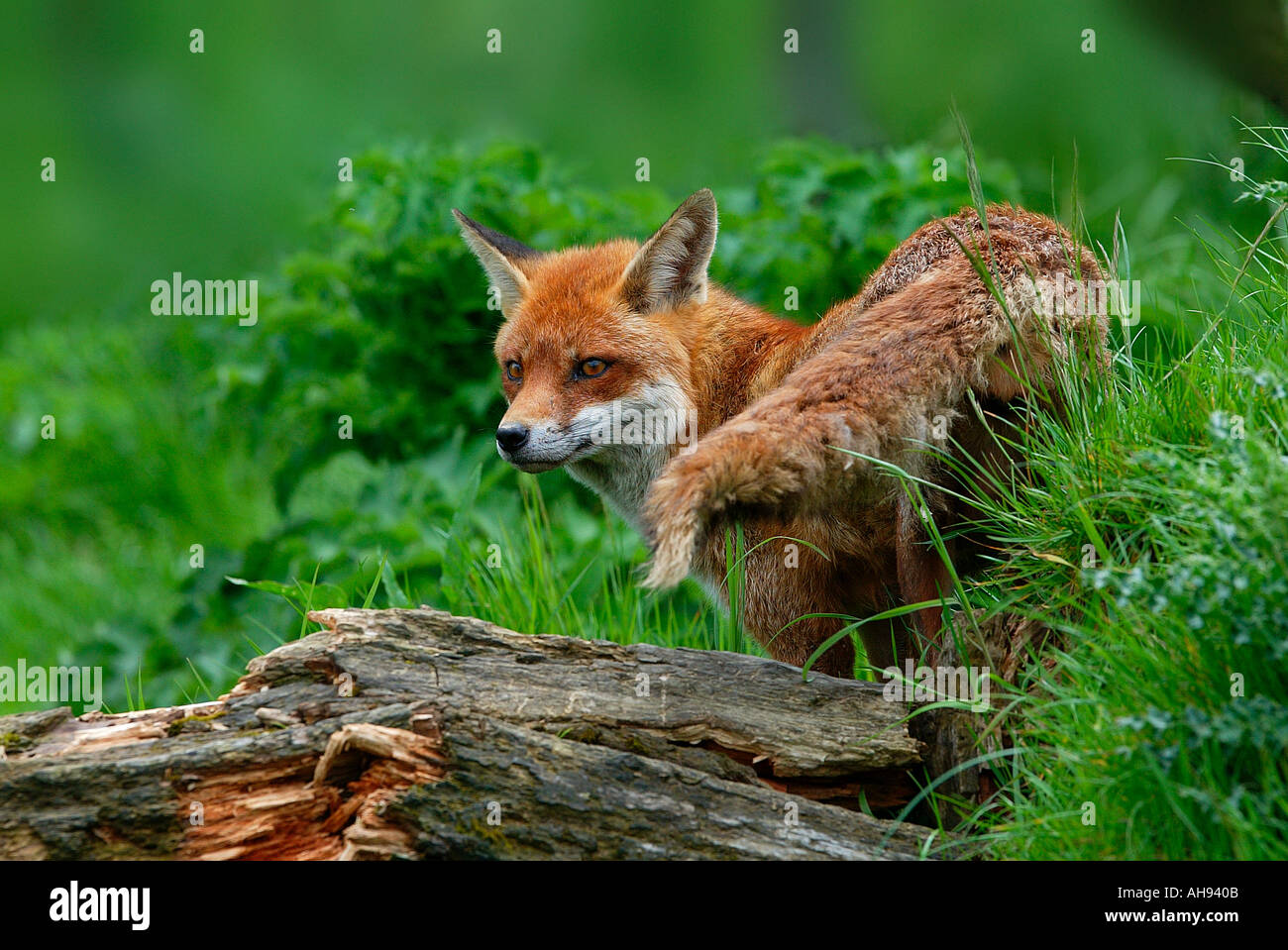 Red Fox Vulpes vulpes standing looking alert over fallen tree Stock ...