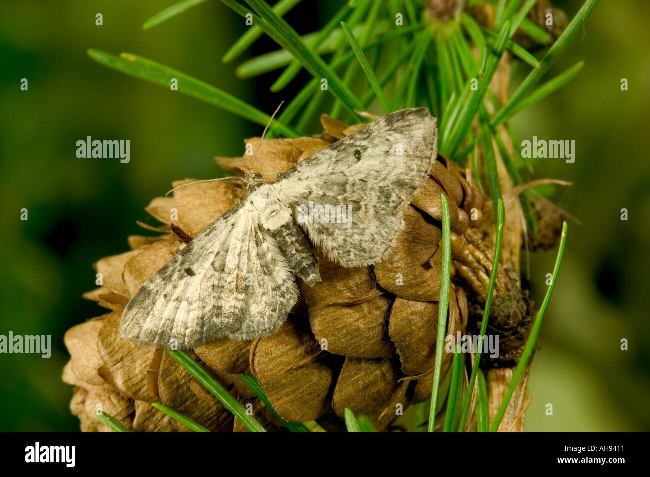 Larch pug hi-res stock photography and images - Alamy