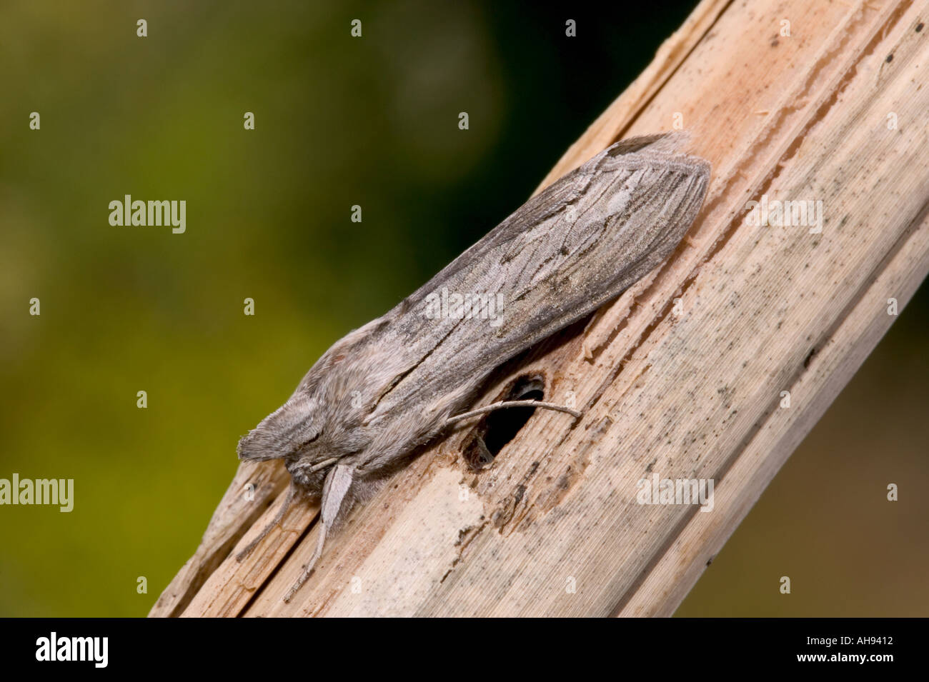 Shark Moth (Cucullia umbratica) at rest on plant stem Potton ...