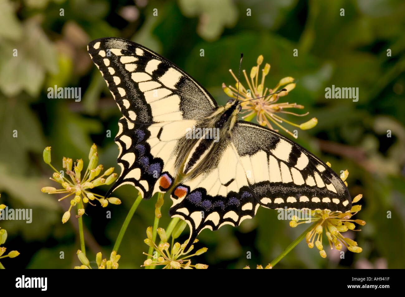 Swallowtail butterfly Papilio machaon at rest on Fennel Stock Photo - Alamy