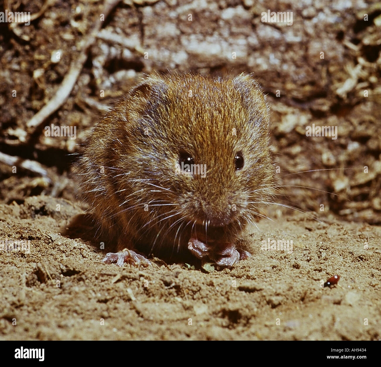 Vole garden uk hi-res stock photography and images - Alamy