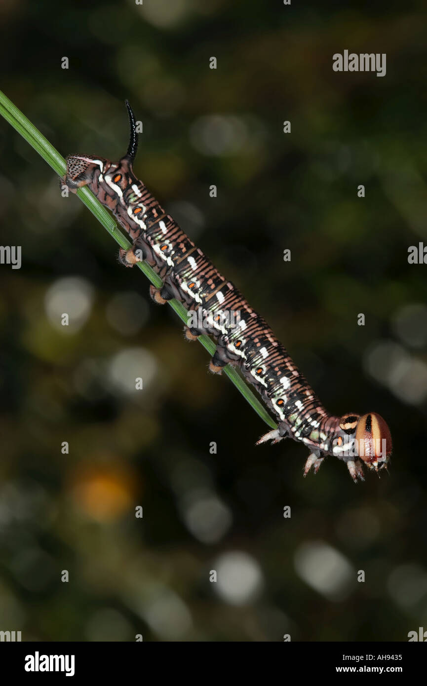 Pine hawk moth caterpillar hi-res stock photography and images - Alamy