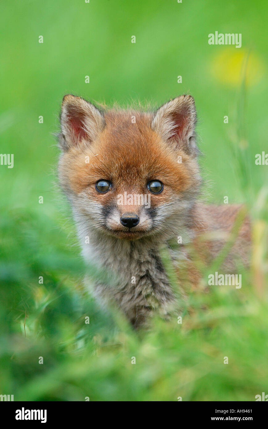Very young Fox Cub Vulpes vulpes looking alert in Grass with yellow ...