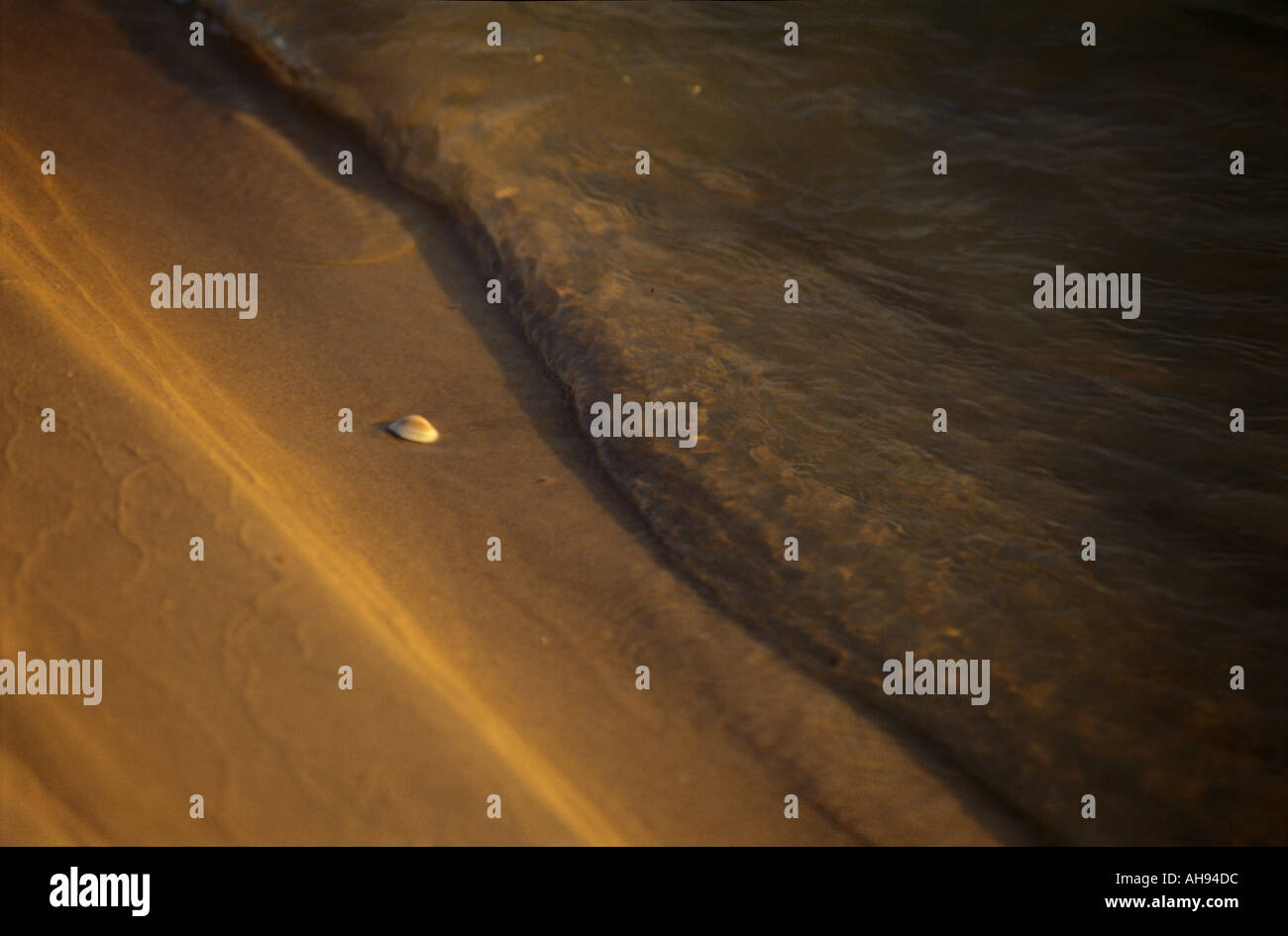 shell on beach Maroochy river Maroochydore Queensland Australia 2182 ...