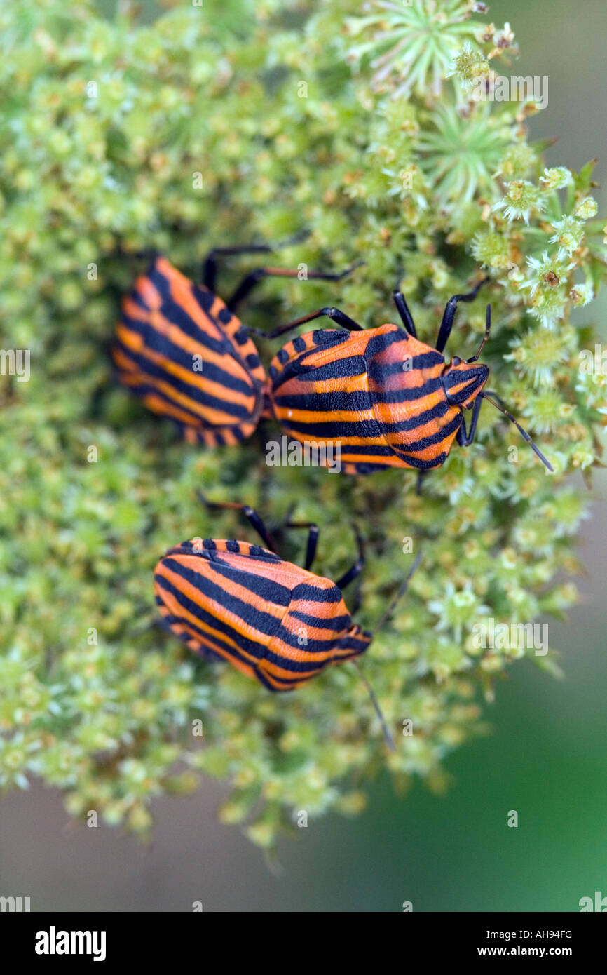 Three Striped Shield Bugs (Graphosoma Italicum) On A Branch Of An ...