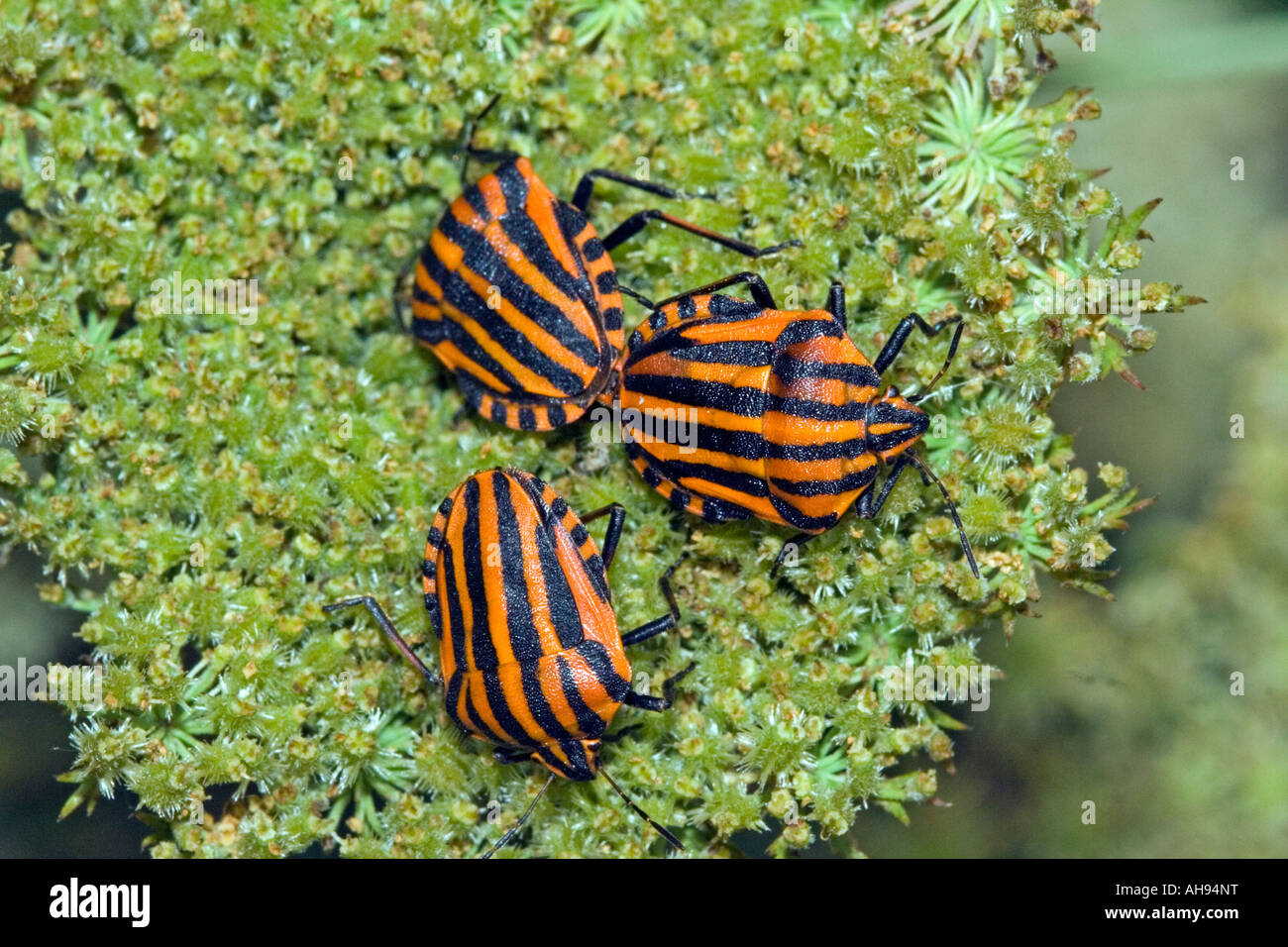 Three Striped Shield Bugs (Graphosoma Italicum) On A Branch Of An ...