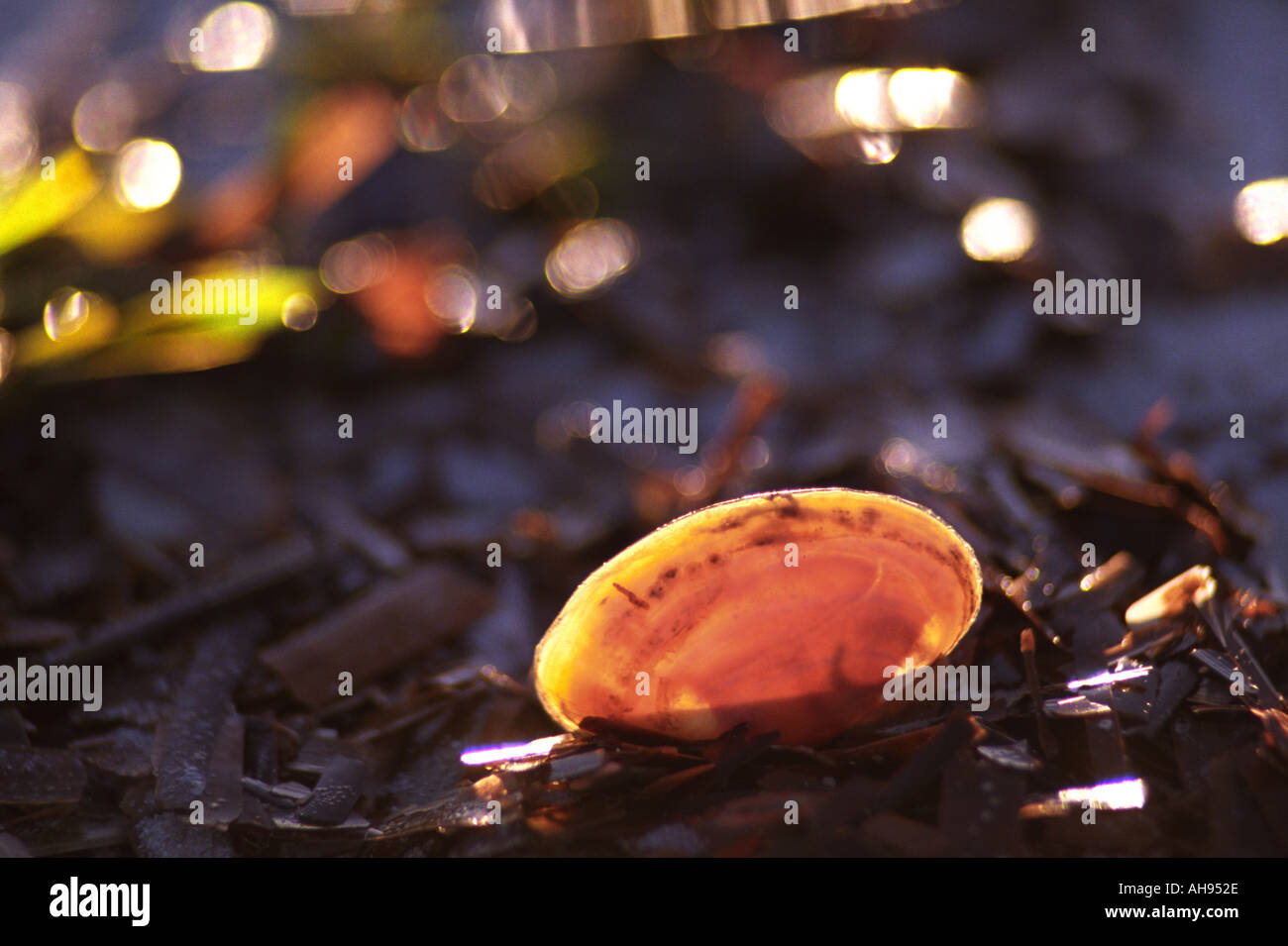 Australia seaweed farm hi-res stock photography and images - Alamy