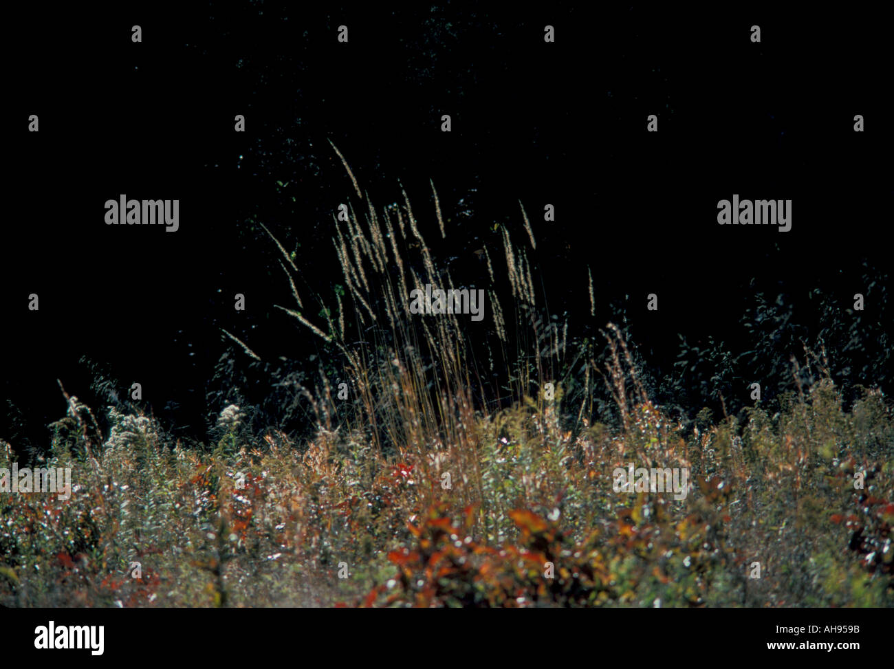 Foxtail weed hi-res stock photography and images - Alamy