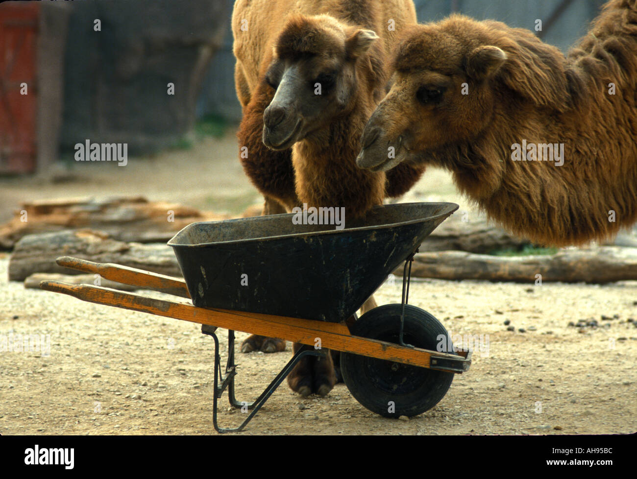 St louis zoo missouri hi-res stock photography and images - Alamy