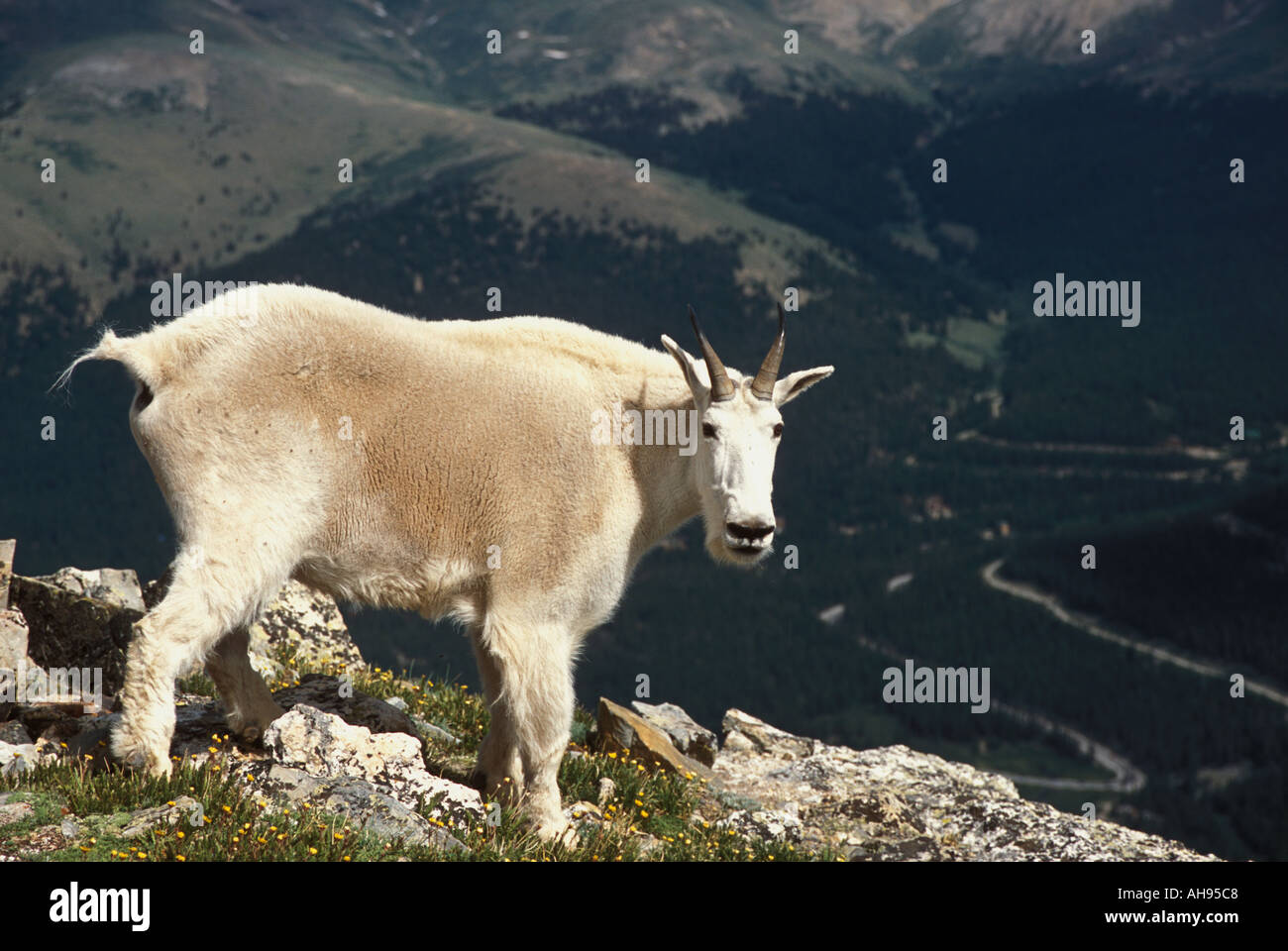 Goatssheep hi-res stock photography and images - Alamy