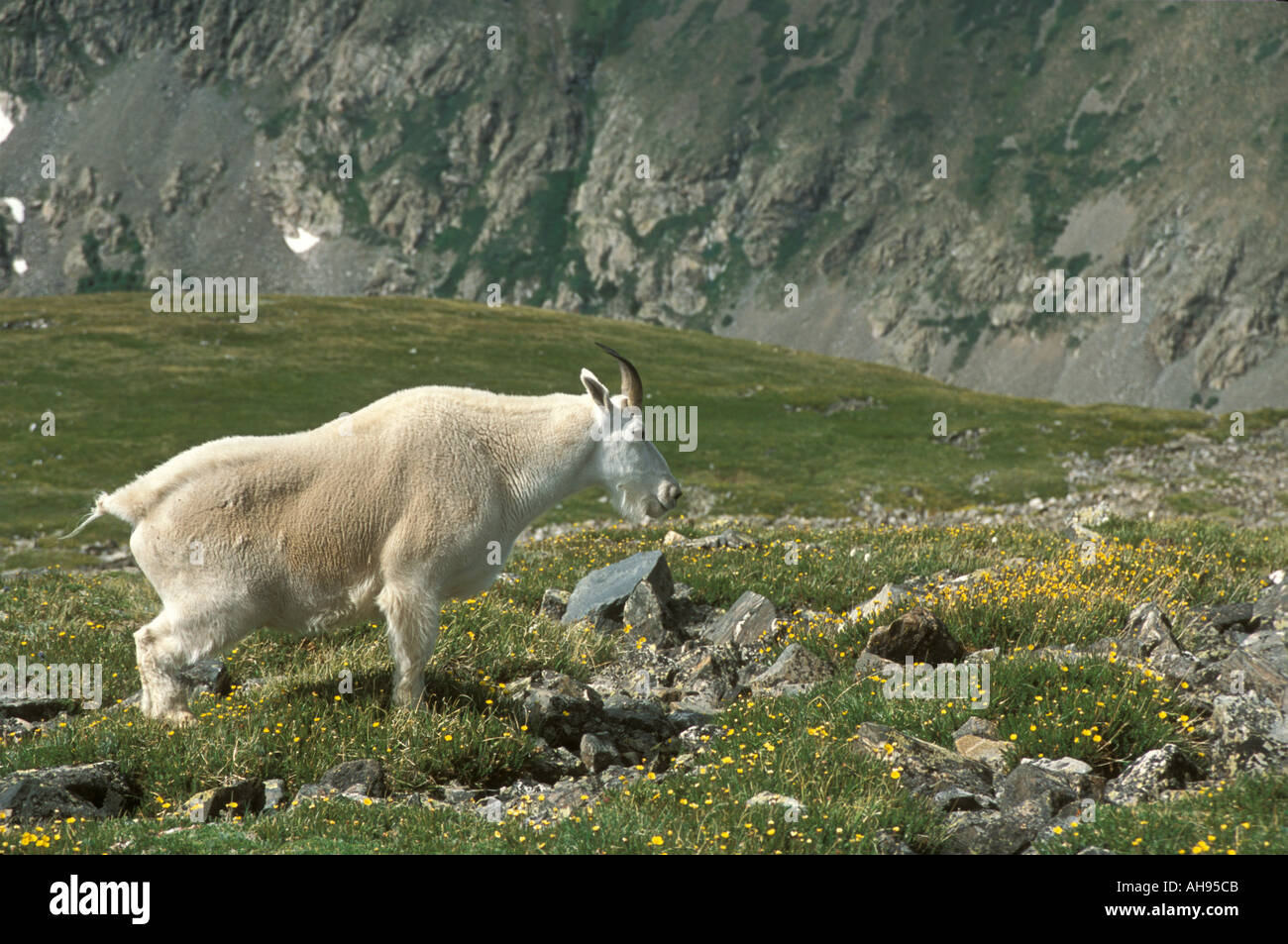 Mountain Goat in Colorado Rocky Mountains Oreamnos americanus pooping ...