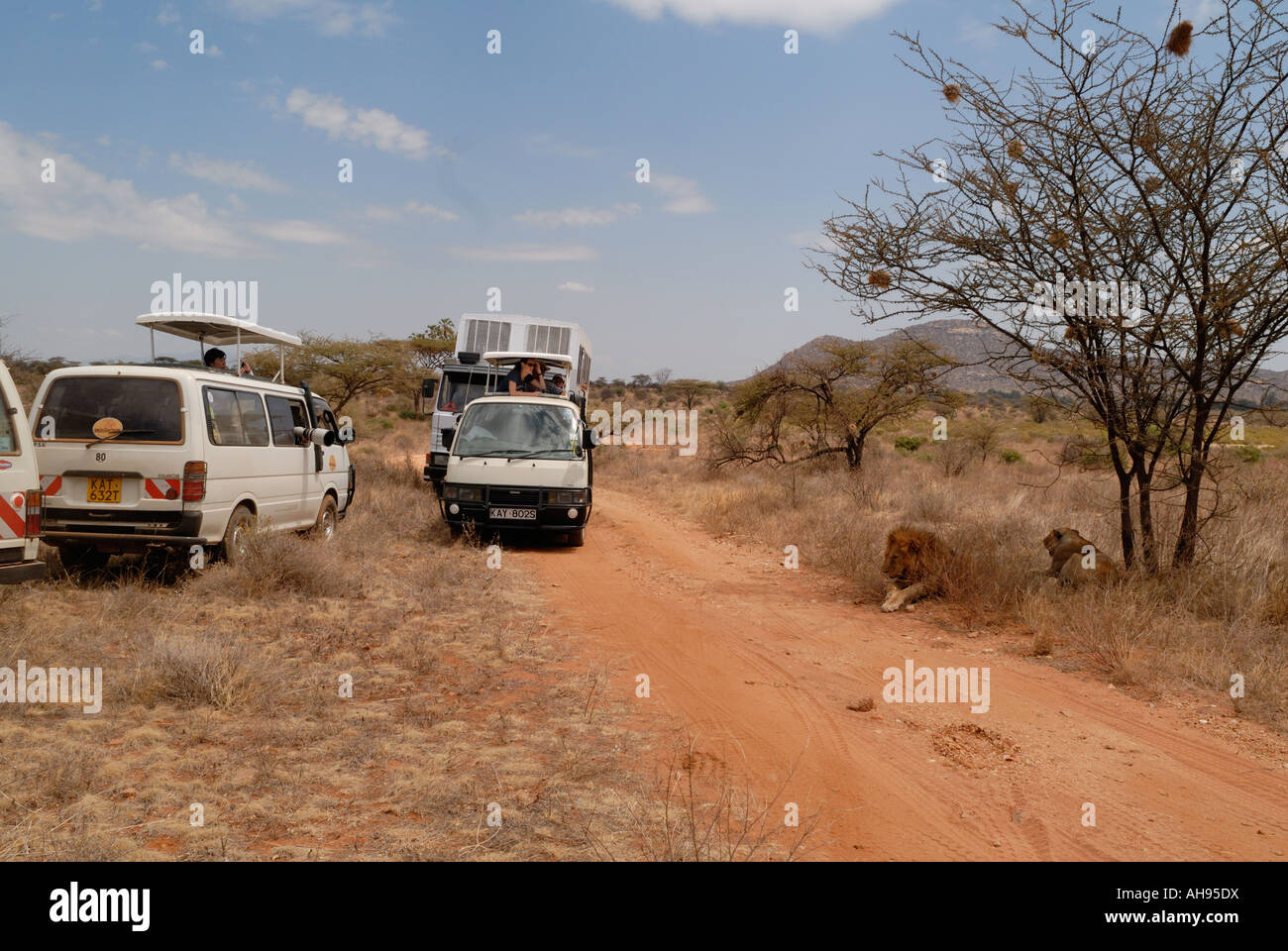 Minibuses and a large bus crowd round a lion and lioness in Samburu ...