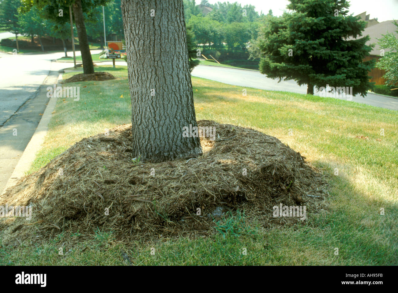 Mulch around tree hi-res stock photography and images - Alamy