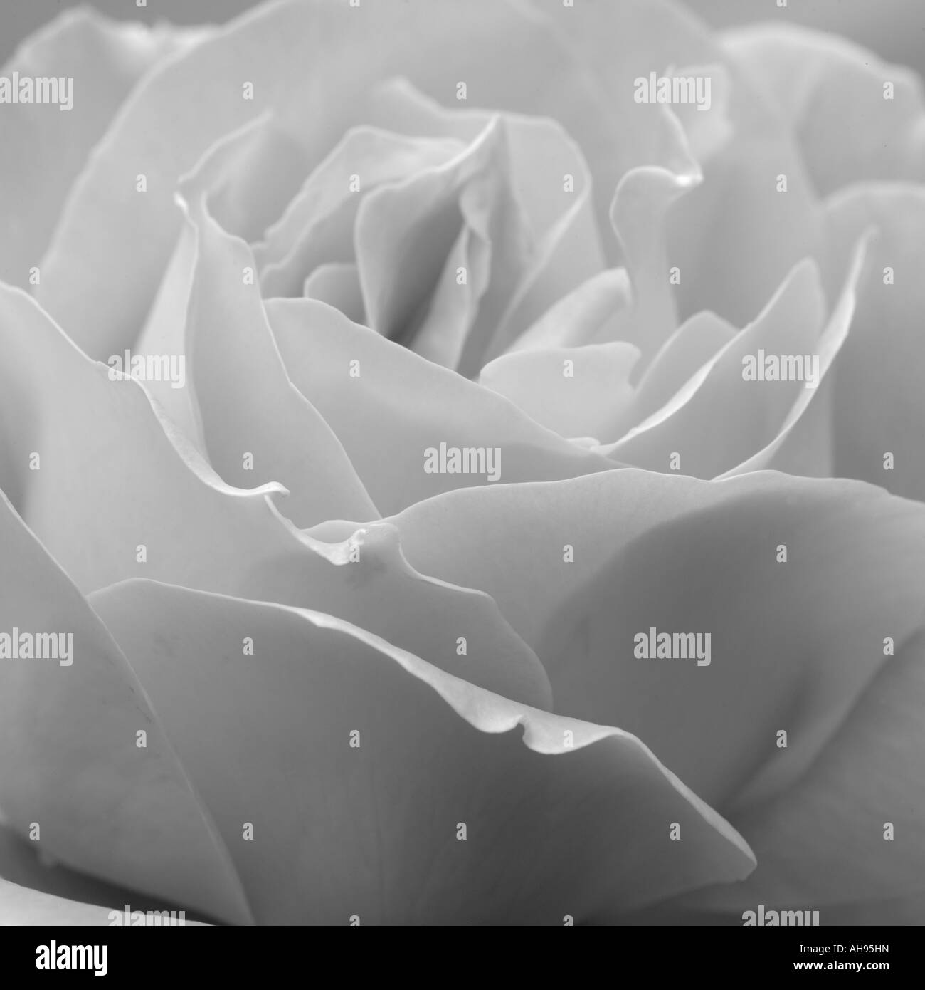Rose in monochrome Stock Photo - Alamy