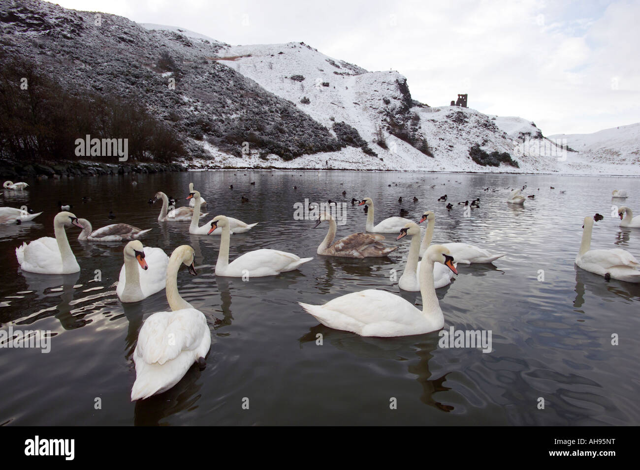 Swans on Loch, Edinburgh Stock Photo - Alamy