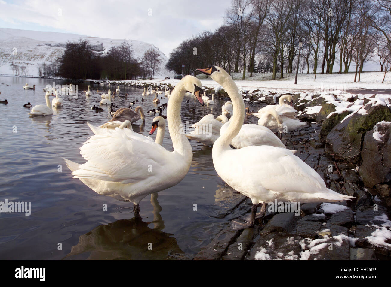 Swans on Loch, Edinburgh Stock Photo - Alamy