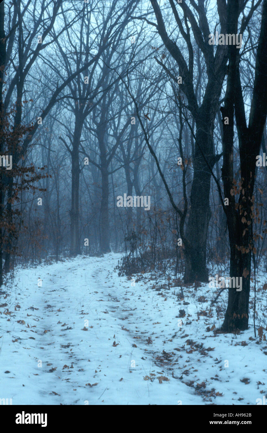 Cold winter in forest hi-res stock photography and images - Alamy