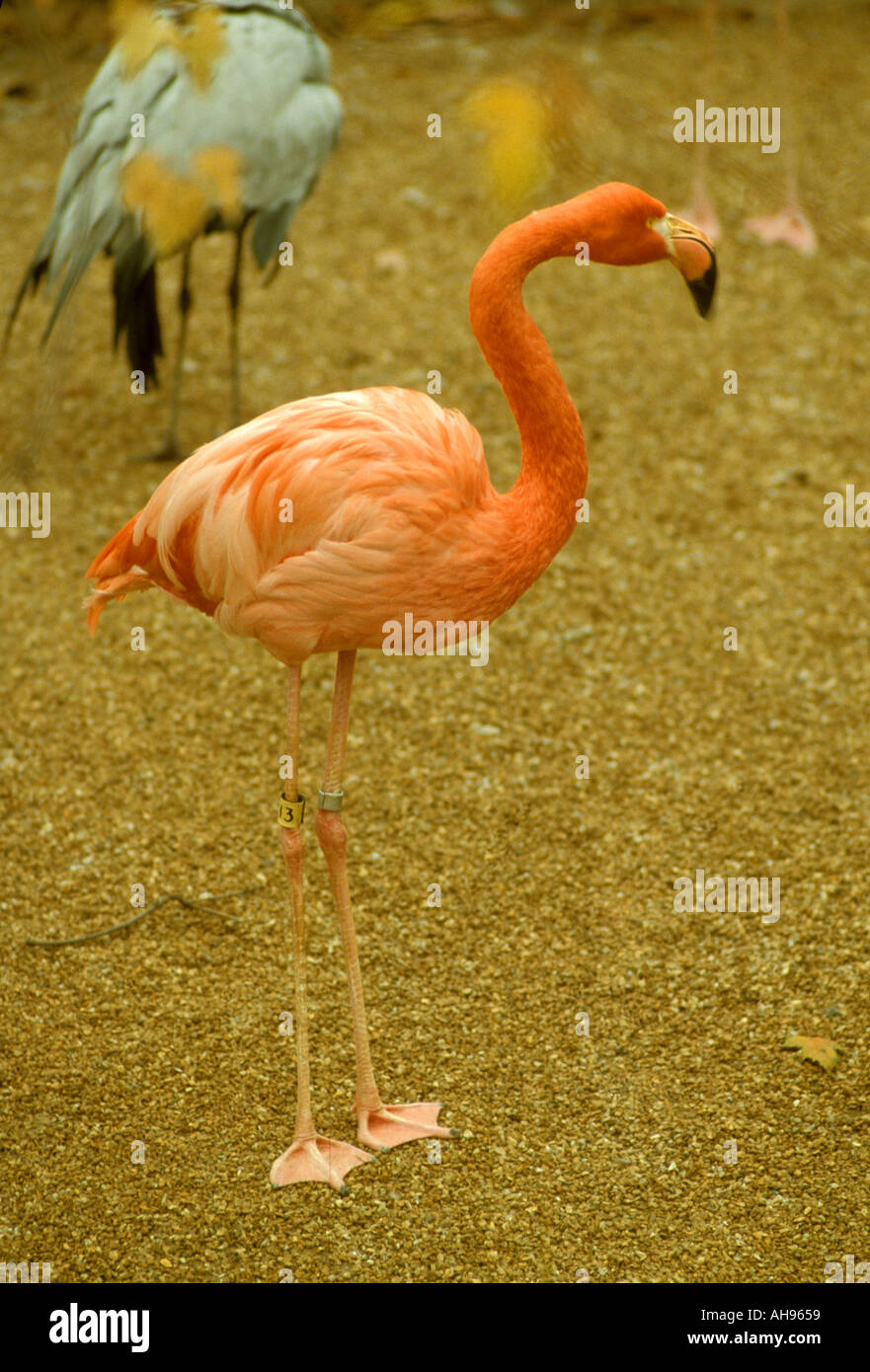 Pink Flamingo bird Stock Photo - Alamy