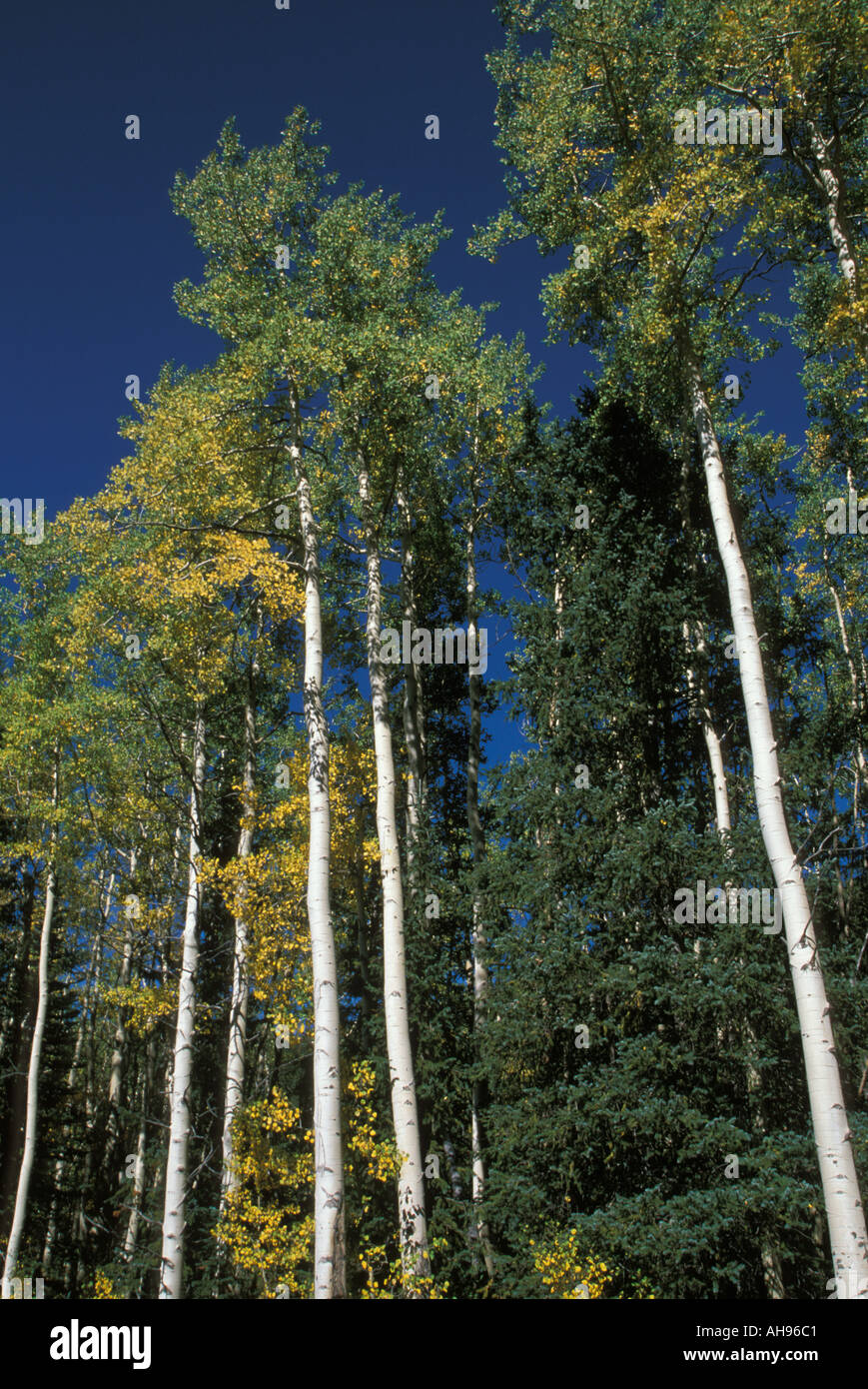 Aspen trees Stock Photo - Alamy