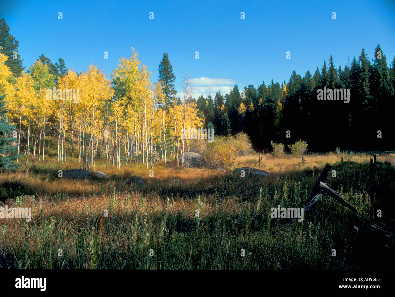 Apen trees hi-res stock photography and images - Alamy