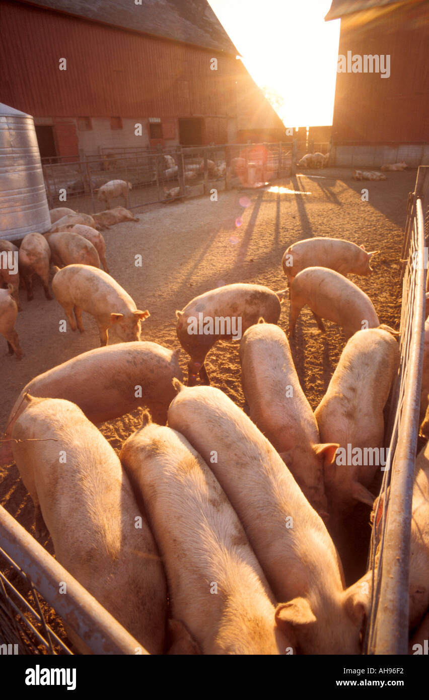 Pigs in farm barnyard Stock Photo - Alamy