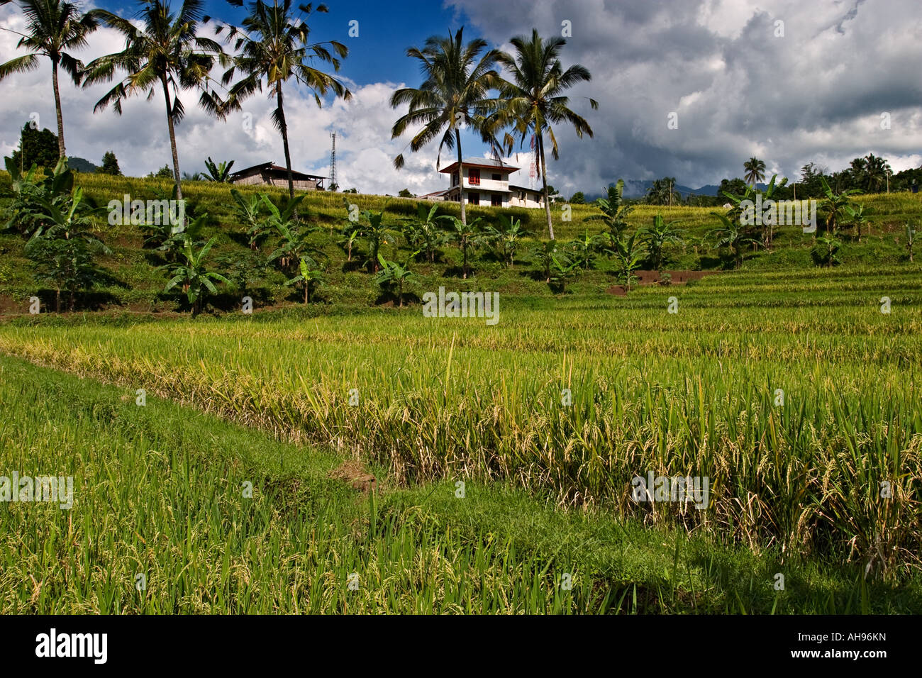 Rice field, Bali, Indonesia, Asia Stock Photo - Alamy