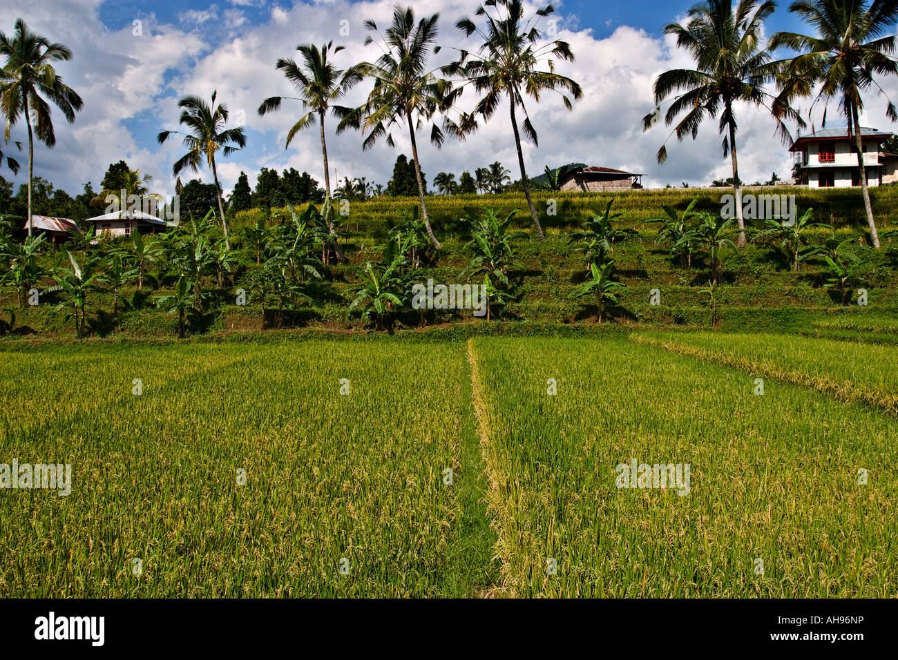 Rice field, Bali, Indonesia, Asia Stock Photo - Alamy