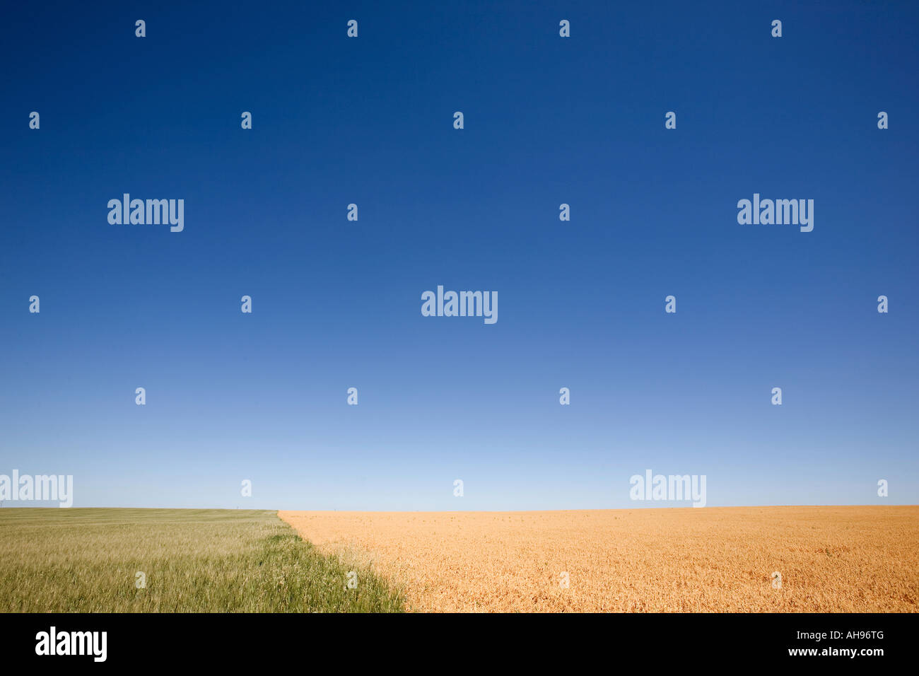 Prairie, wheat field hi-res stock photography and images - Alamy