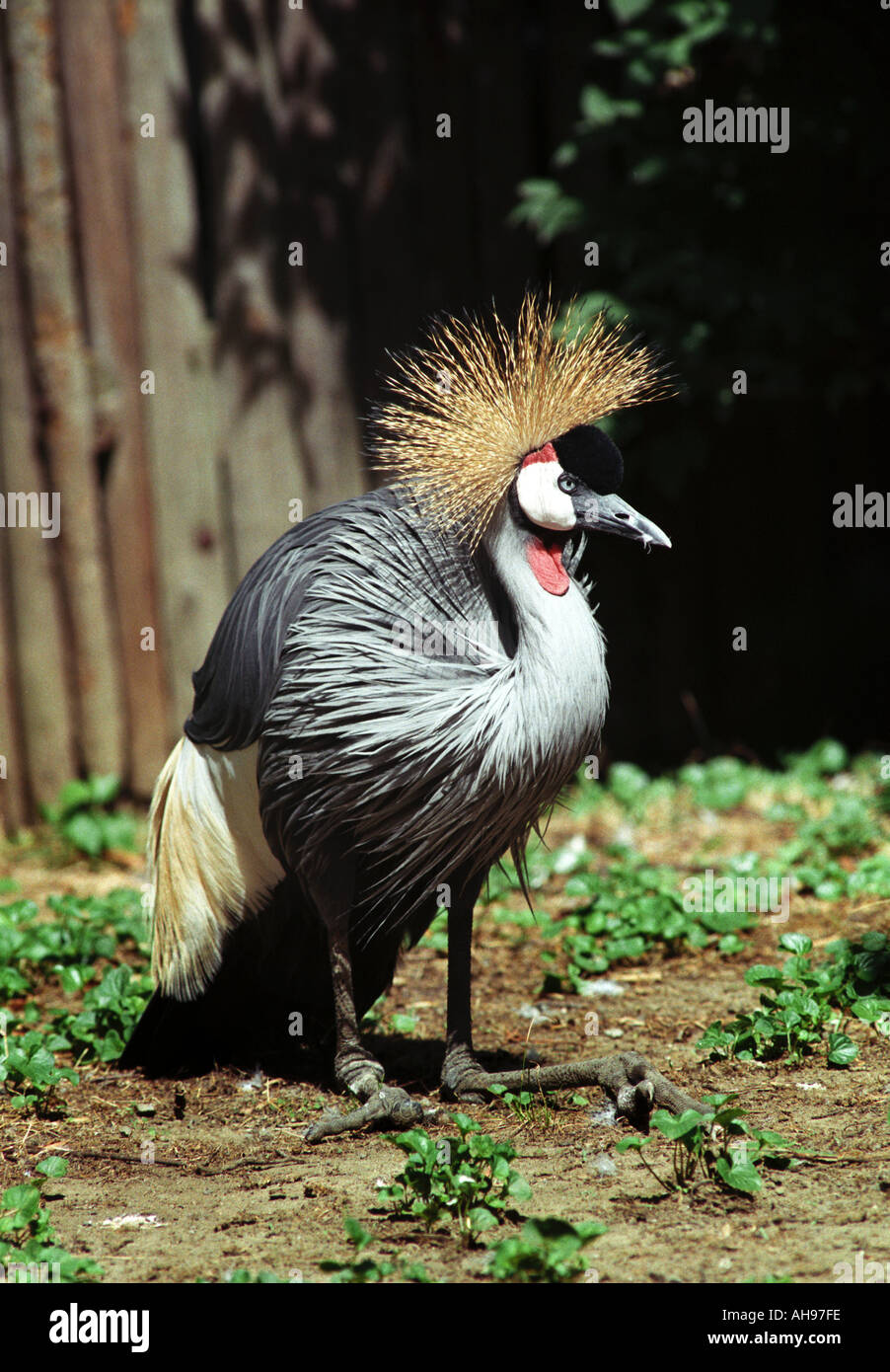 Funny looking bird Stock Photo - Alamy