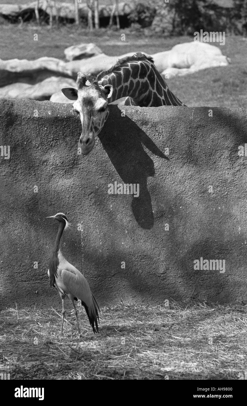 Humor communication Black and White Stock Photos & Images - Alamy