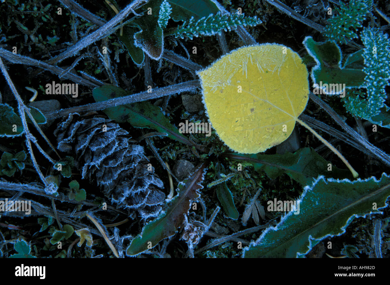 Frosted Aspen Leaf Stock Photo - Alamy