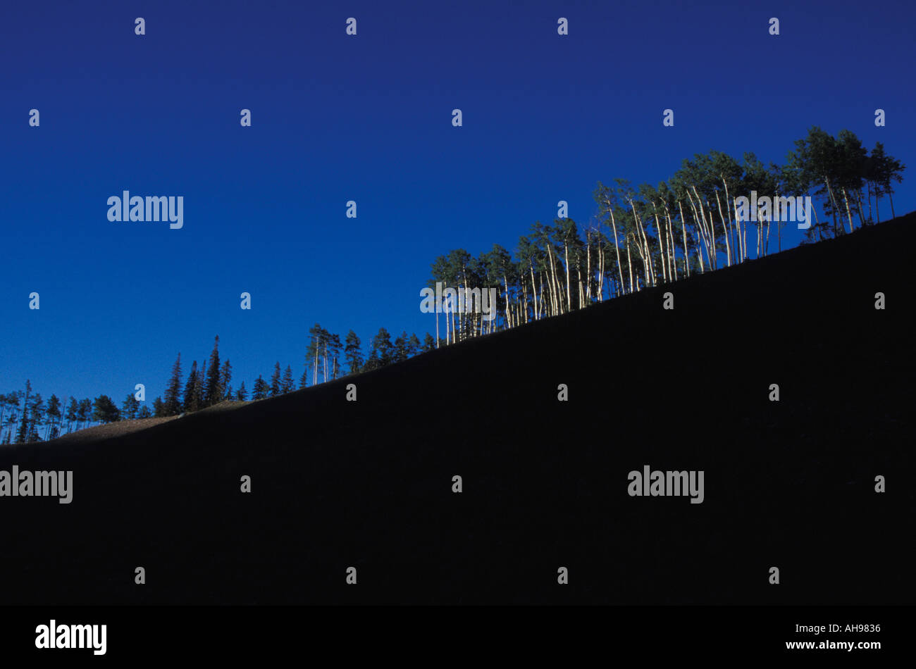 Aspen trees on ridge in Colorado Stock Photo - Alamy
