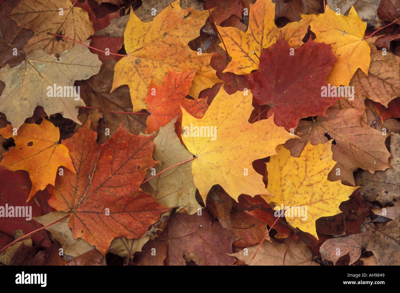 Maple leaf collage Stock Photo - Alamy