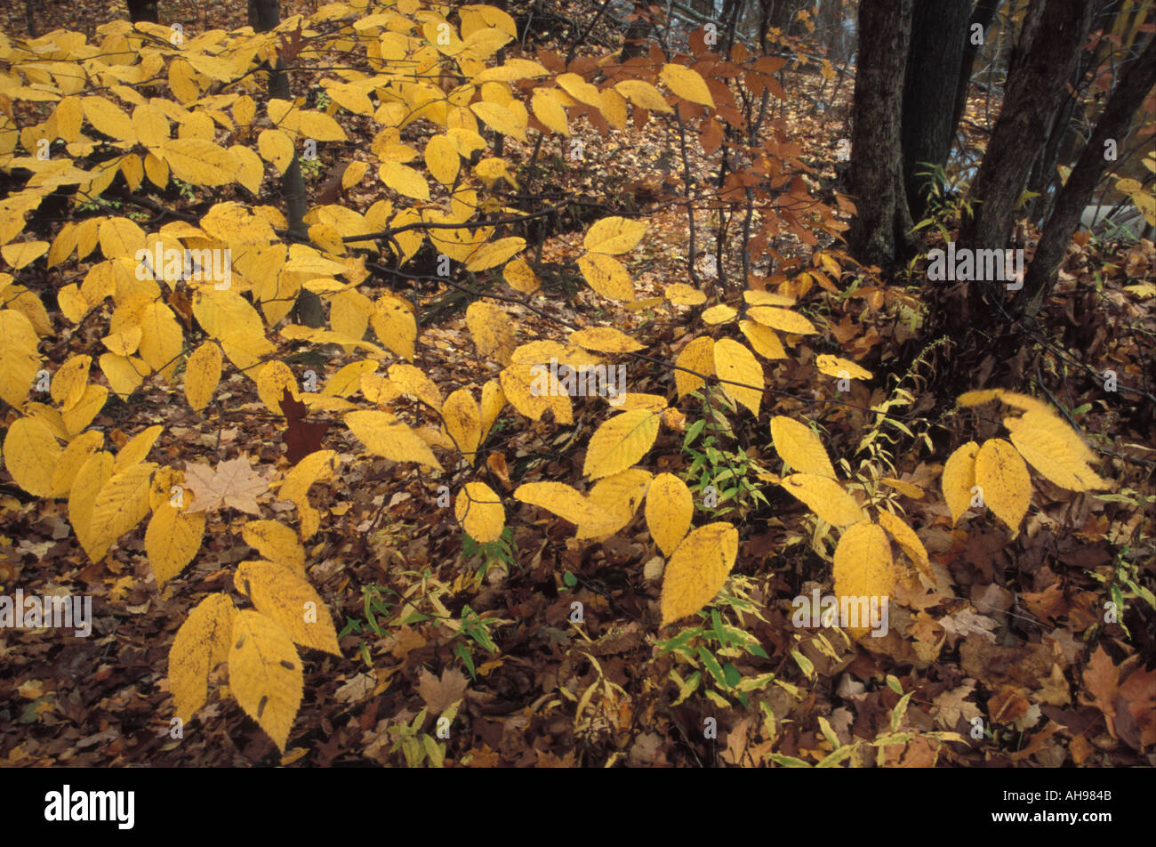 Ohio autumn color Stock Photo - Alamy