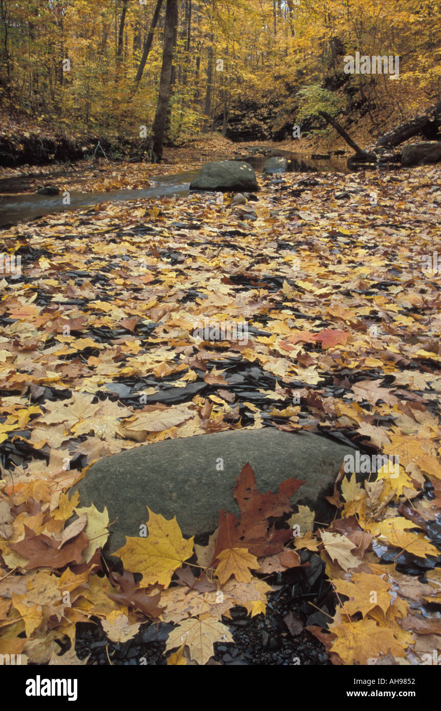 Leaf fall in an Ohio stream Stock Photo - Alamy