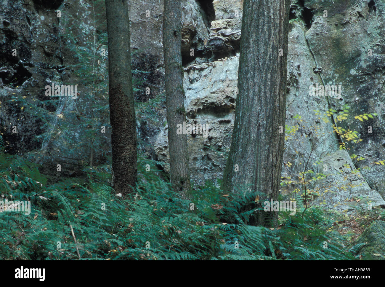 Trees with Blackhand Sandstone cliff Stock Photo - Alamy