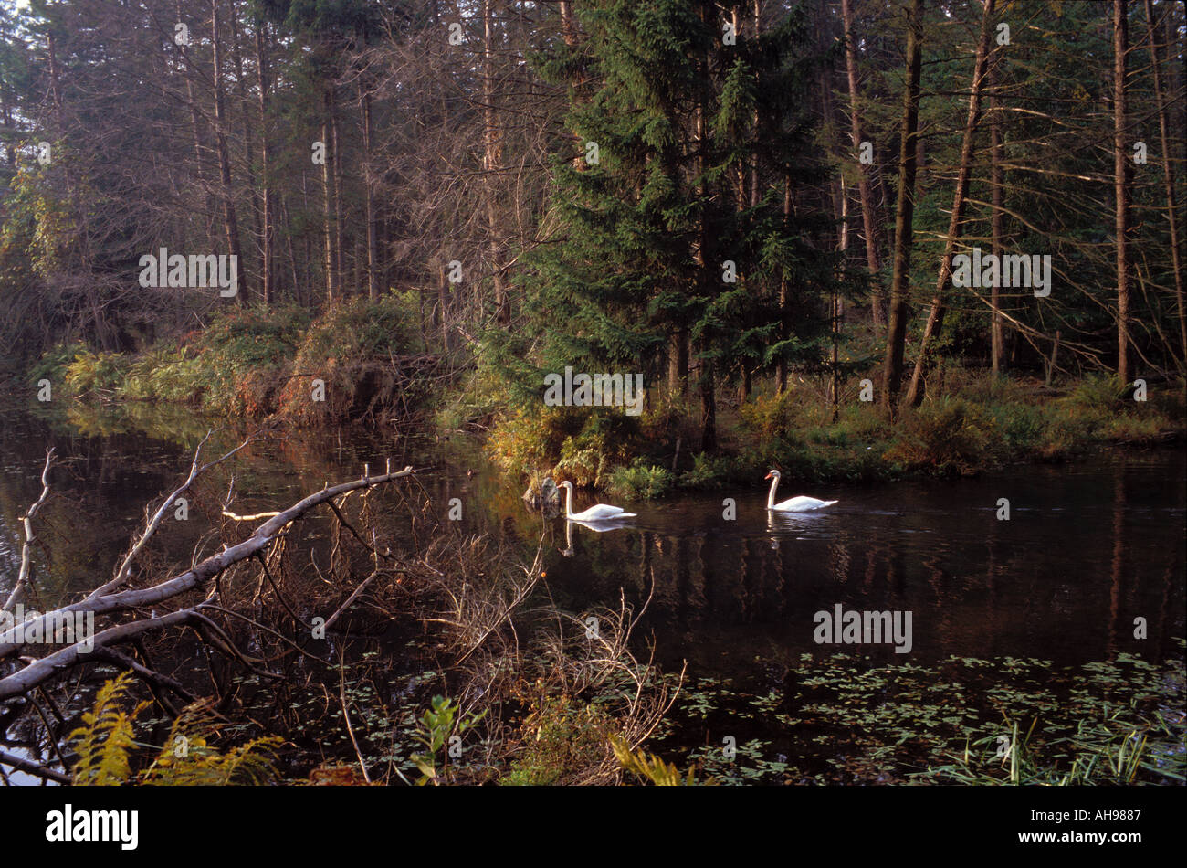 Connecticut swan hi-res stock photography and images - Alamy